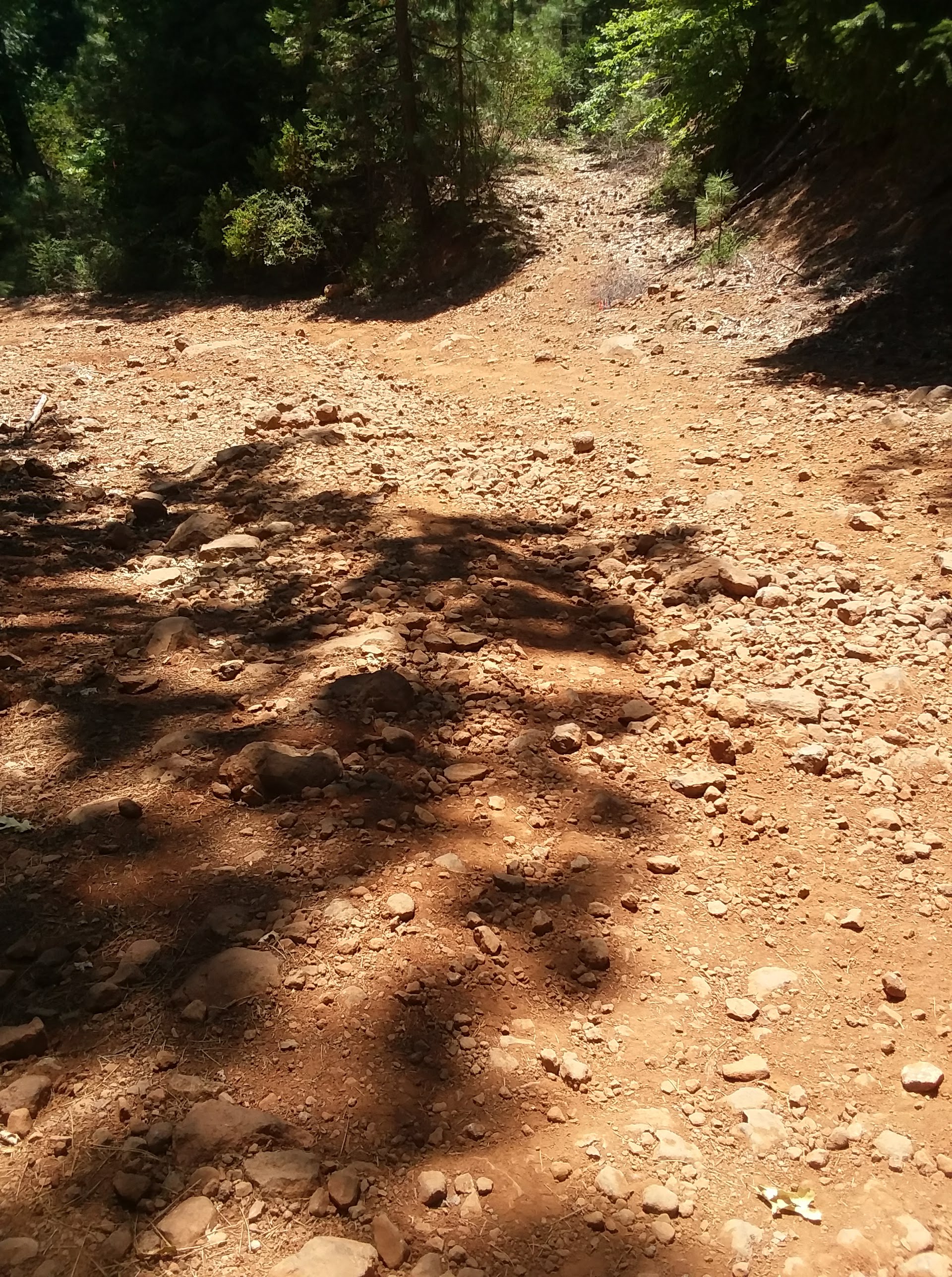 Walking Meditation – Lean, Solid Dogs