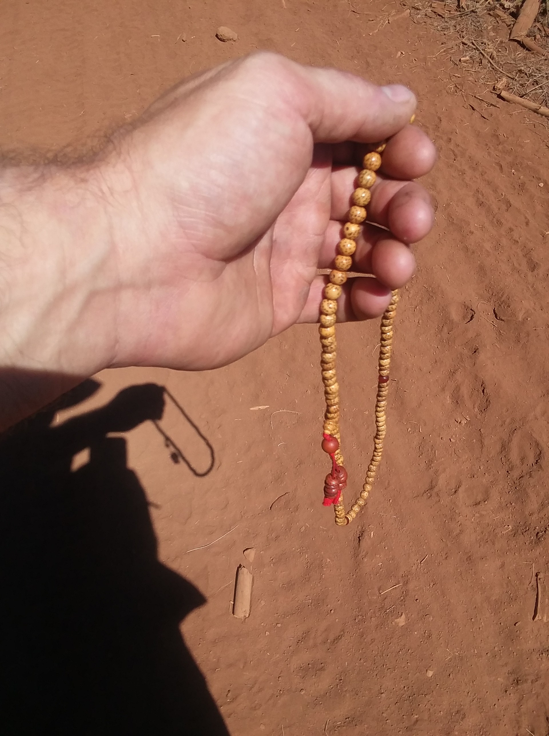 20180817_112458 – Lean, Solid Dogs