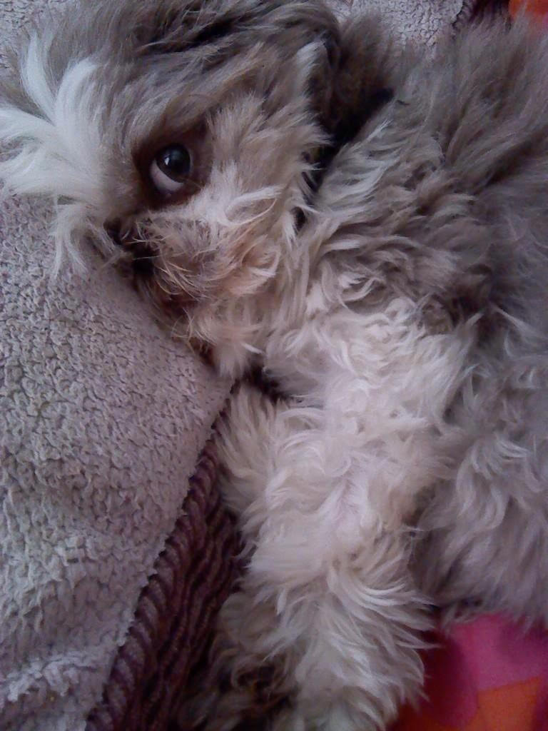 Torpid Taper – Lean, Solid Dogs