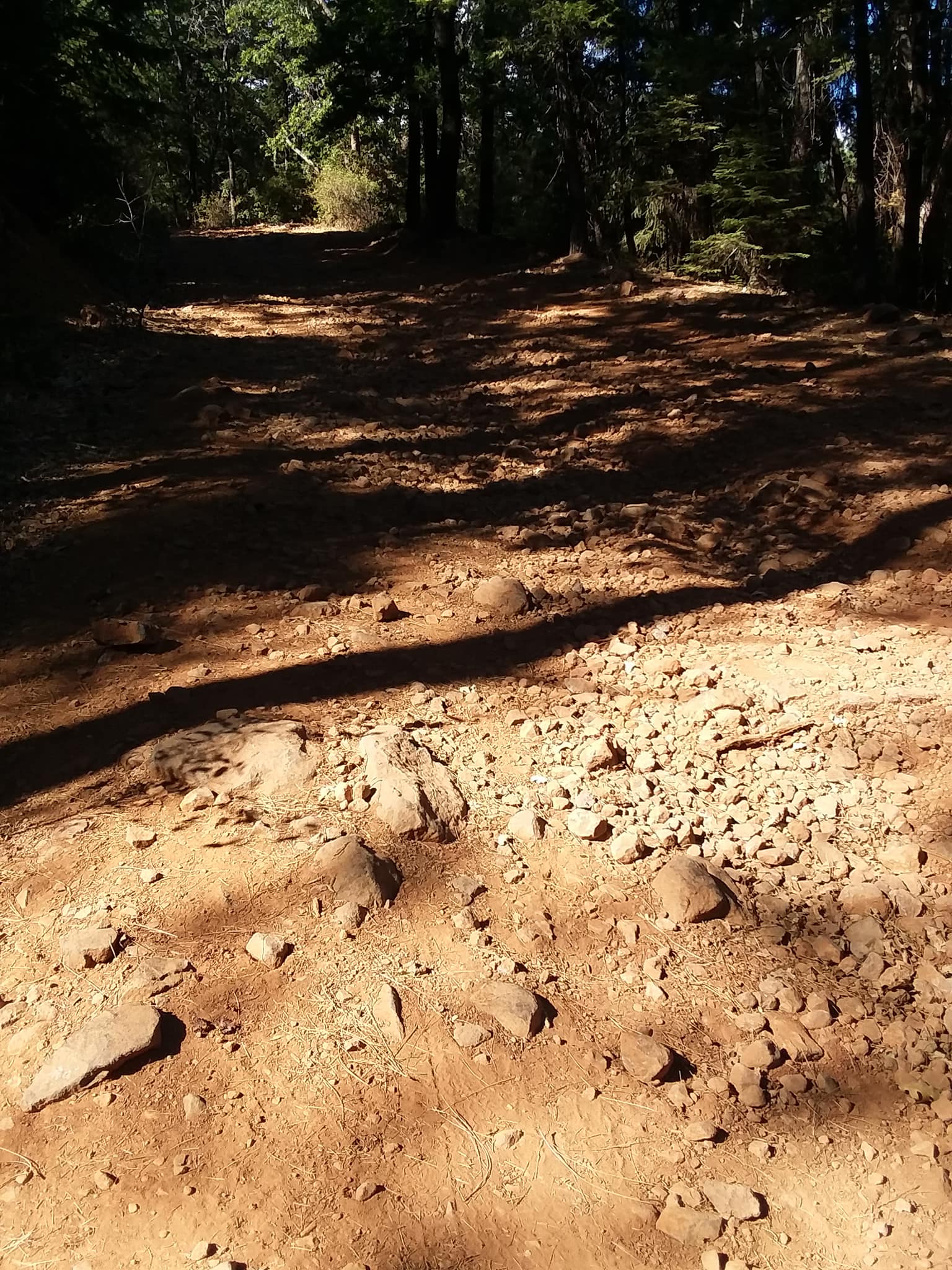 Space and Solitude – Lean, Solid Dogs