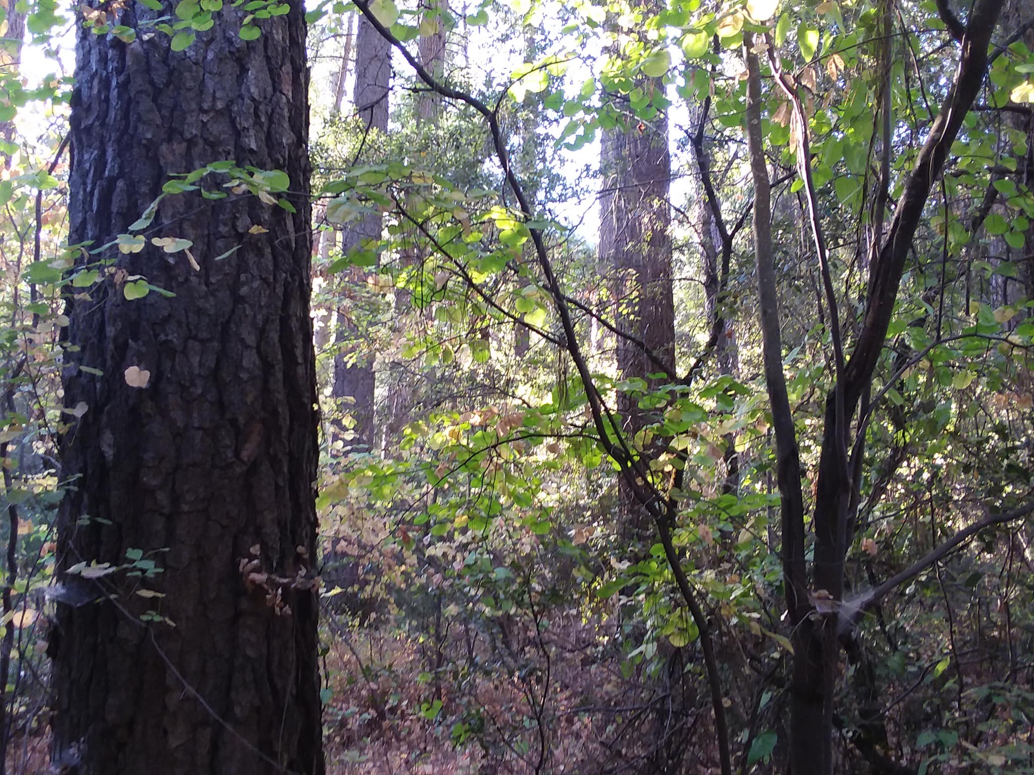 Space and Solitude – Lean, Solid Dogs