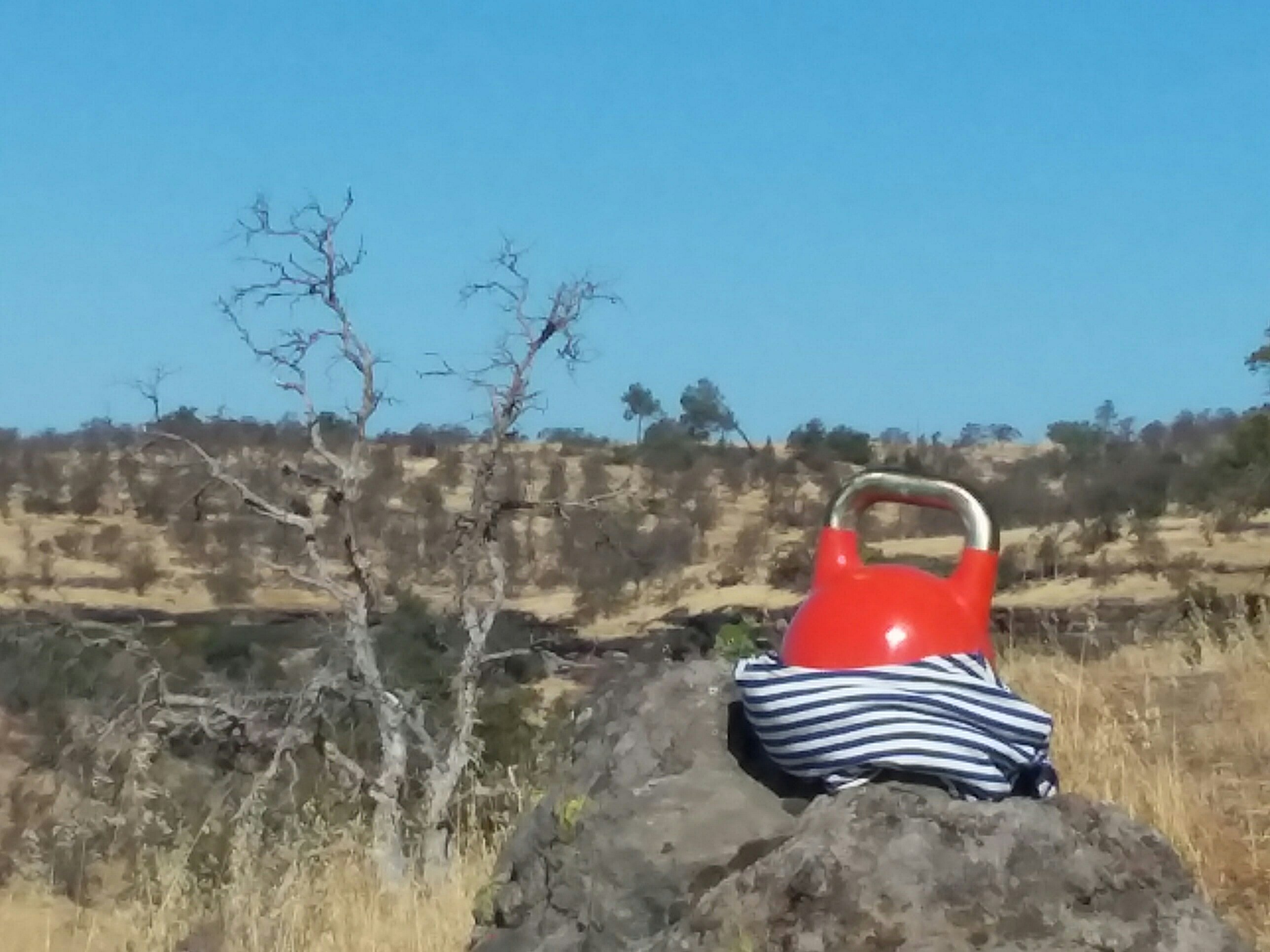 Rhomboid Rodeo – Lean, Solid Dogs