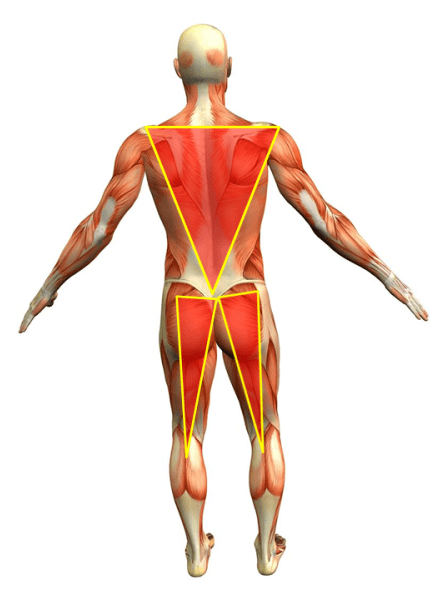 One Pull, One Press – Lean, Solid Dogs